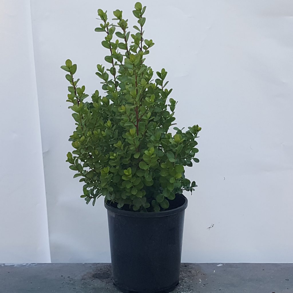 Metrosideros "Fiji fire - Isabella's Hydroponic Nursery & Garden ...