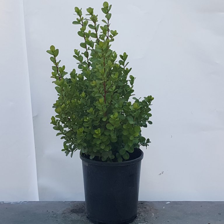 African Box - Isabella's Hydroponic Nursery & Garden CentreOakabella ...