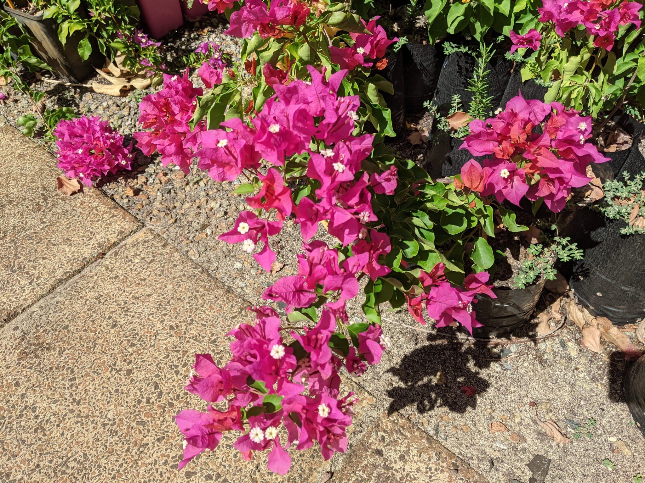Bougainvillea Isabella s Hydroponic Nursery Garden CentreOakabella Bougainvillea Isabella s Hydroponic Nursery Garden CentreOakabella