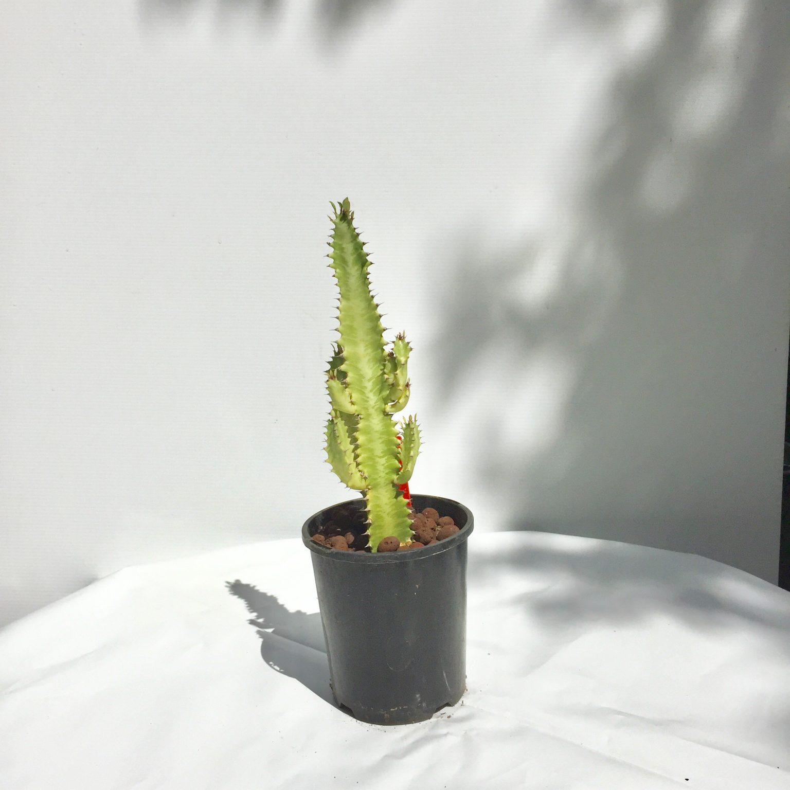 Cathedral Cactus/Euphorbia Trigona; Pot: 140mm/1.5L - Isabellas ...