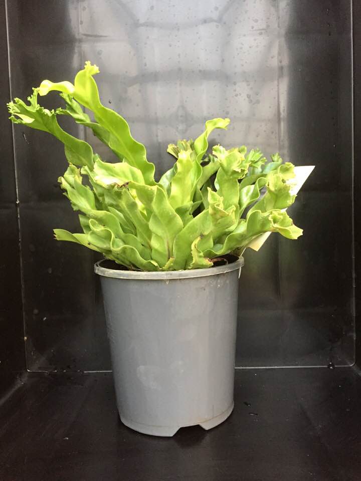 Bird's nest fern "Crissie"/Asplenium Crissie - Isabella's Hydroponic ...