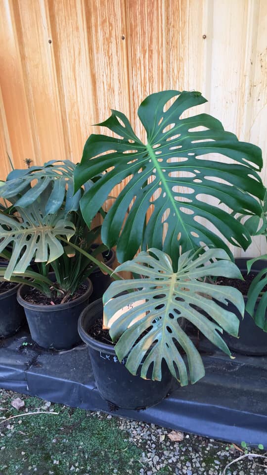 Monstera Deliciosa / fruit salad plant - Isabellas Hydroponic Nursery ...