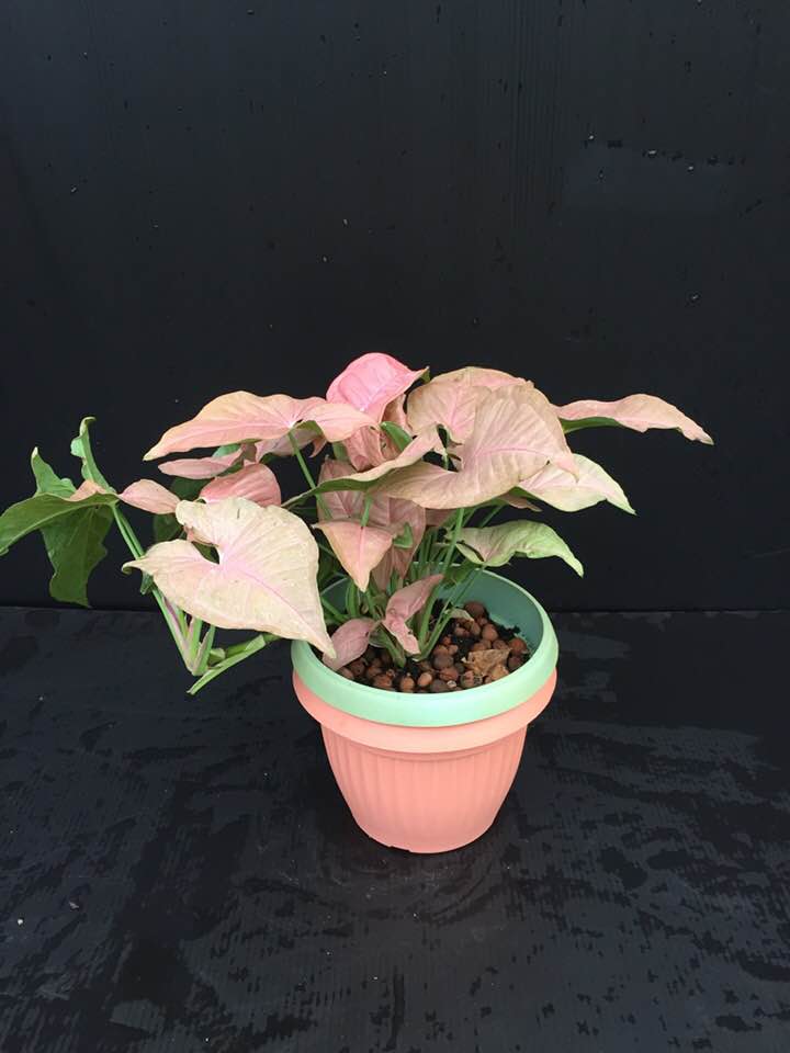 Syngonium Podophyllum - Neon Robusta - Isabellas Hydroponic Nursery ...