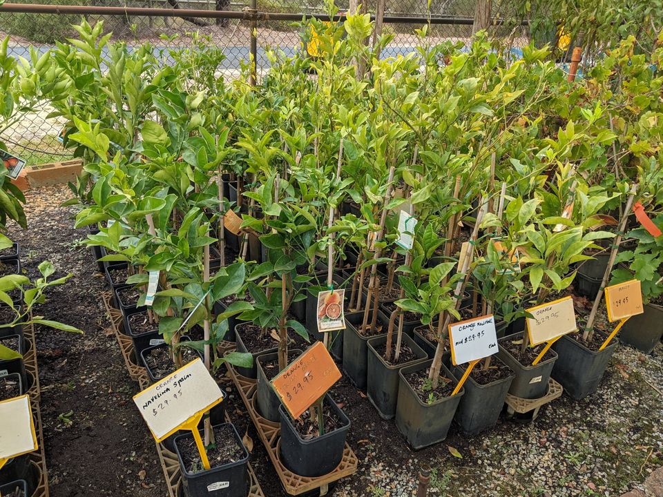 Plants & Fruit Trees - Isabellas Hydroponic Nursery & Garden ...